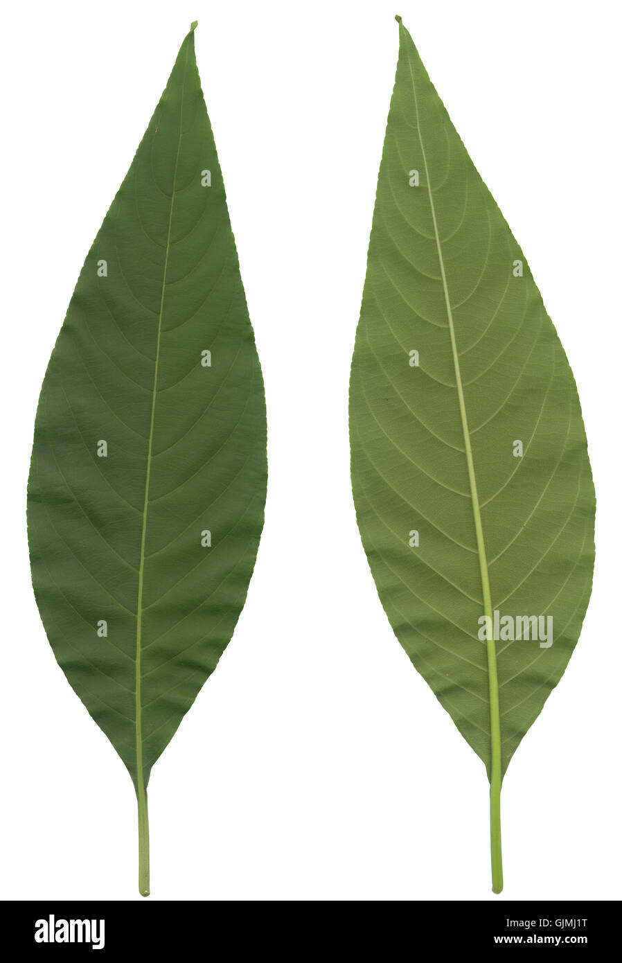 Same design Cut Out Stock Images & Pictures - Alamy