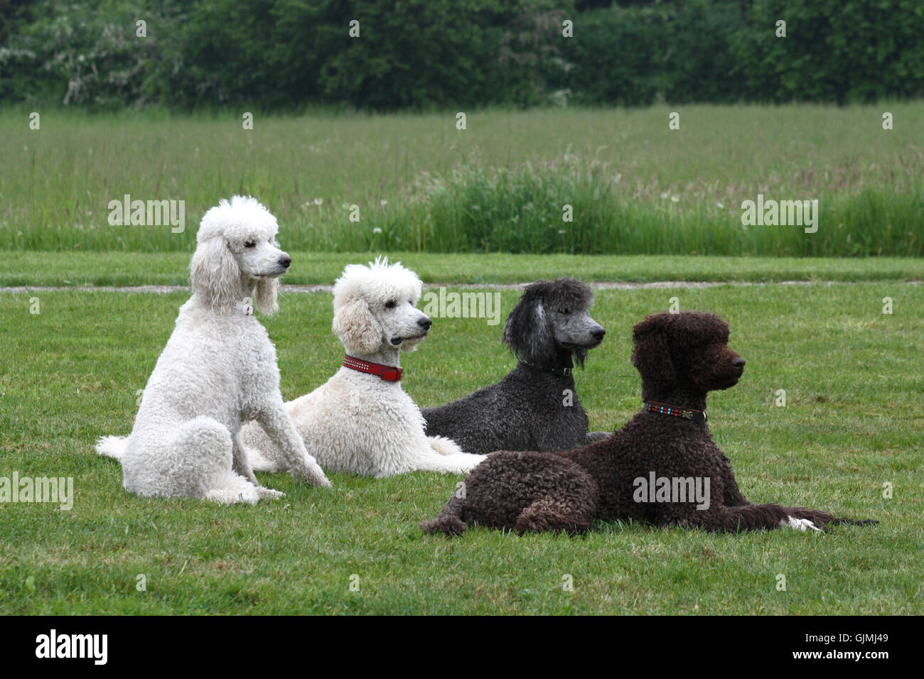 Konigspudel hi-res stock photography and images - Alamy