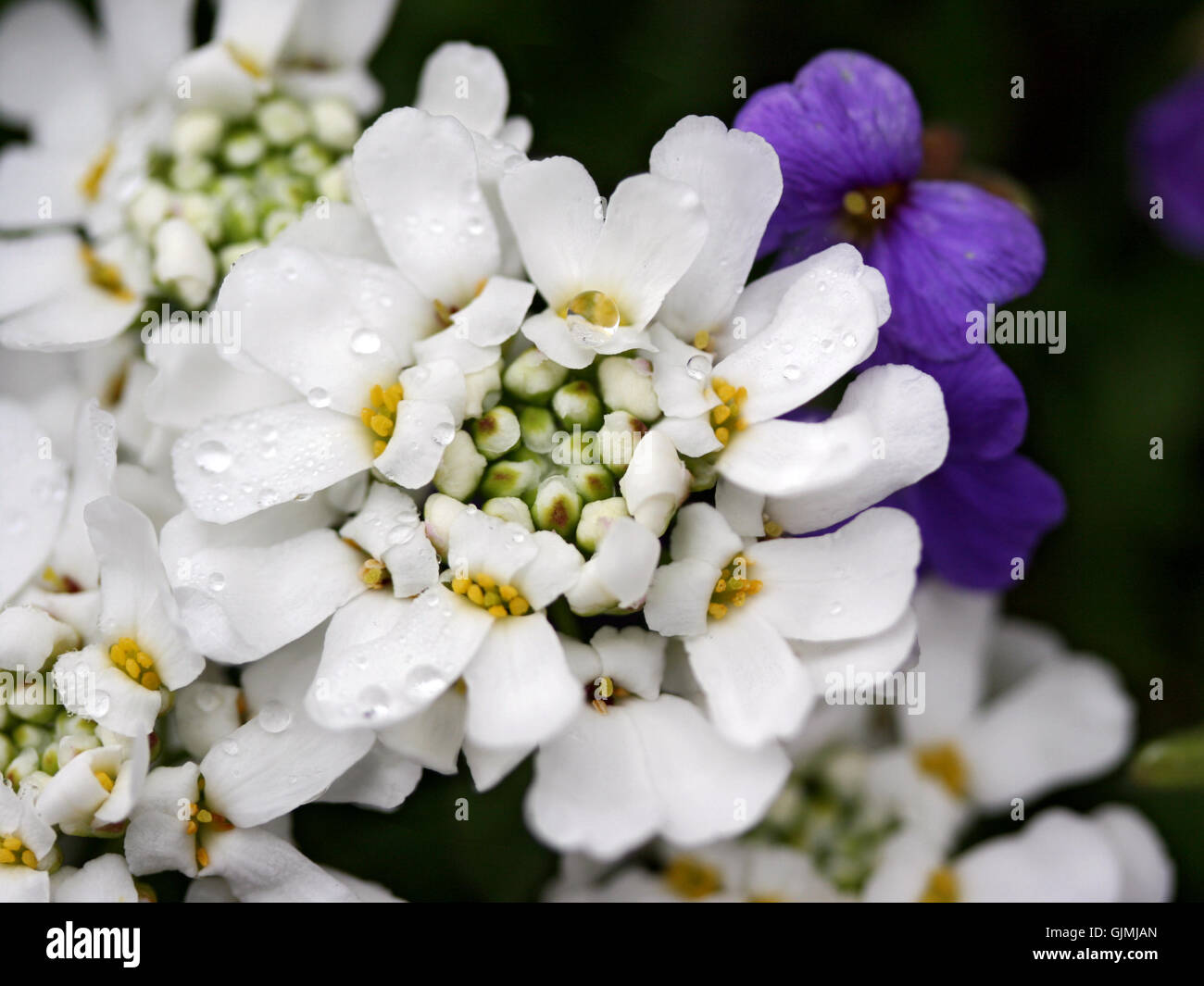 spring shrub pale Stock Photo - Alamy