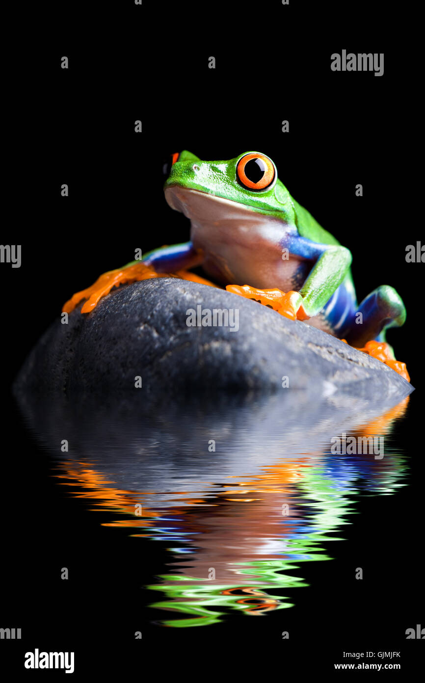 Green frog with orange feet hi-res stock photography and images - Alamy