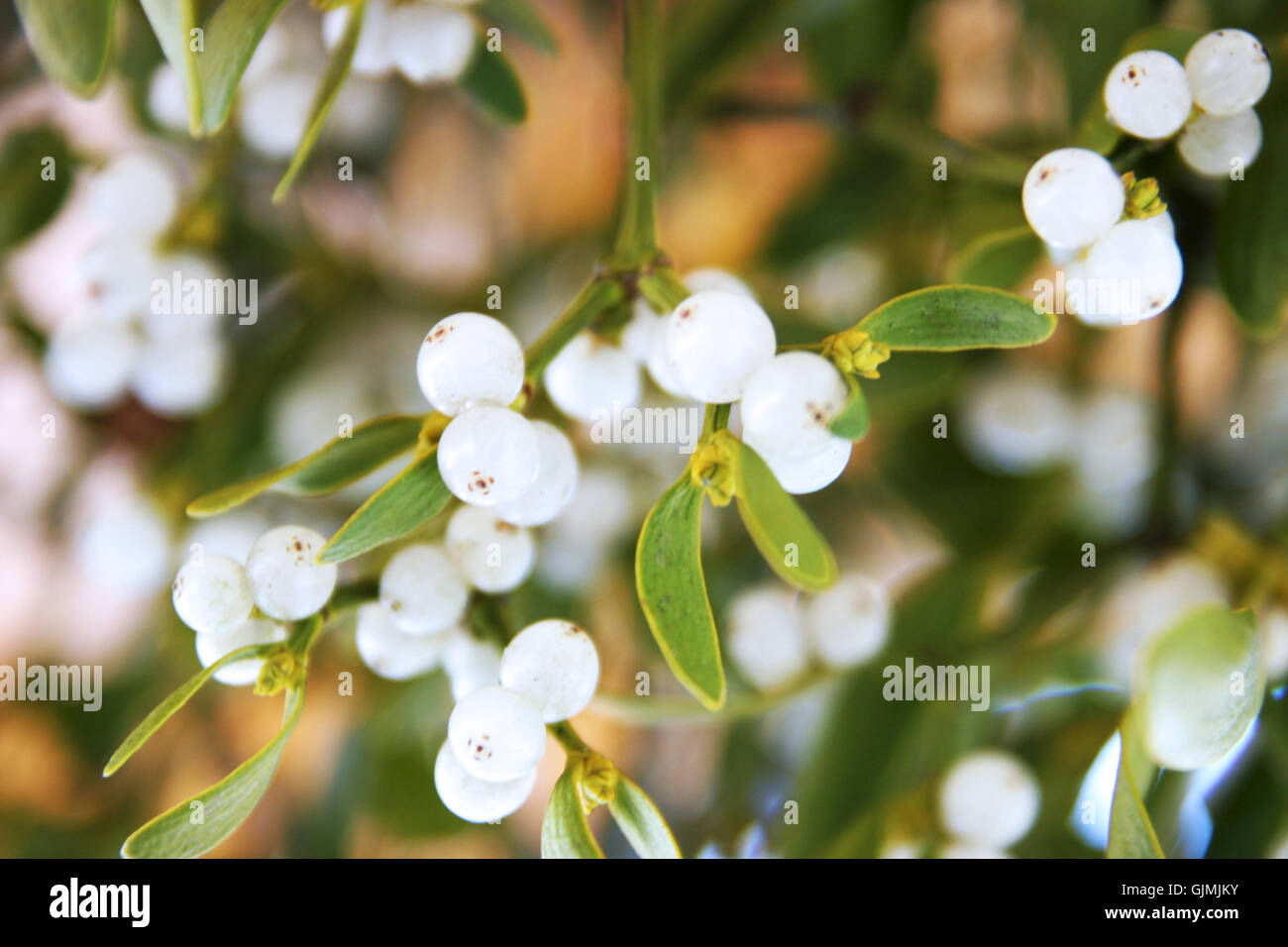 Kiss of the infant jesus hi-res stock photography and images - Alamy