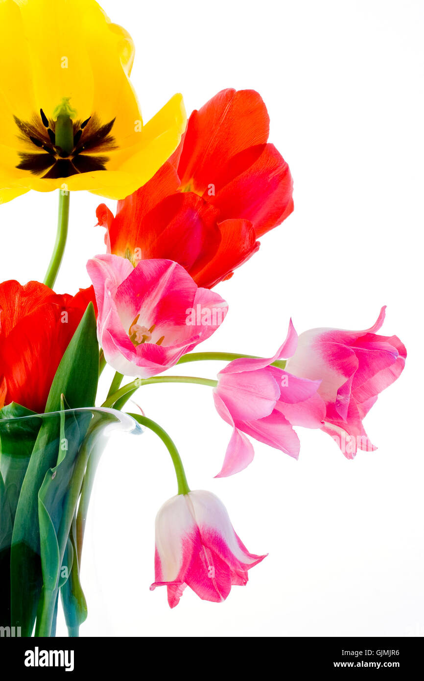 isolated flower plant Stock Photo - Alamy