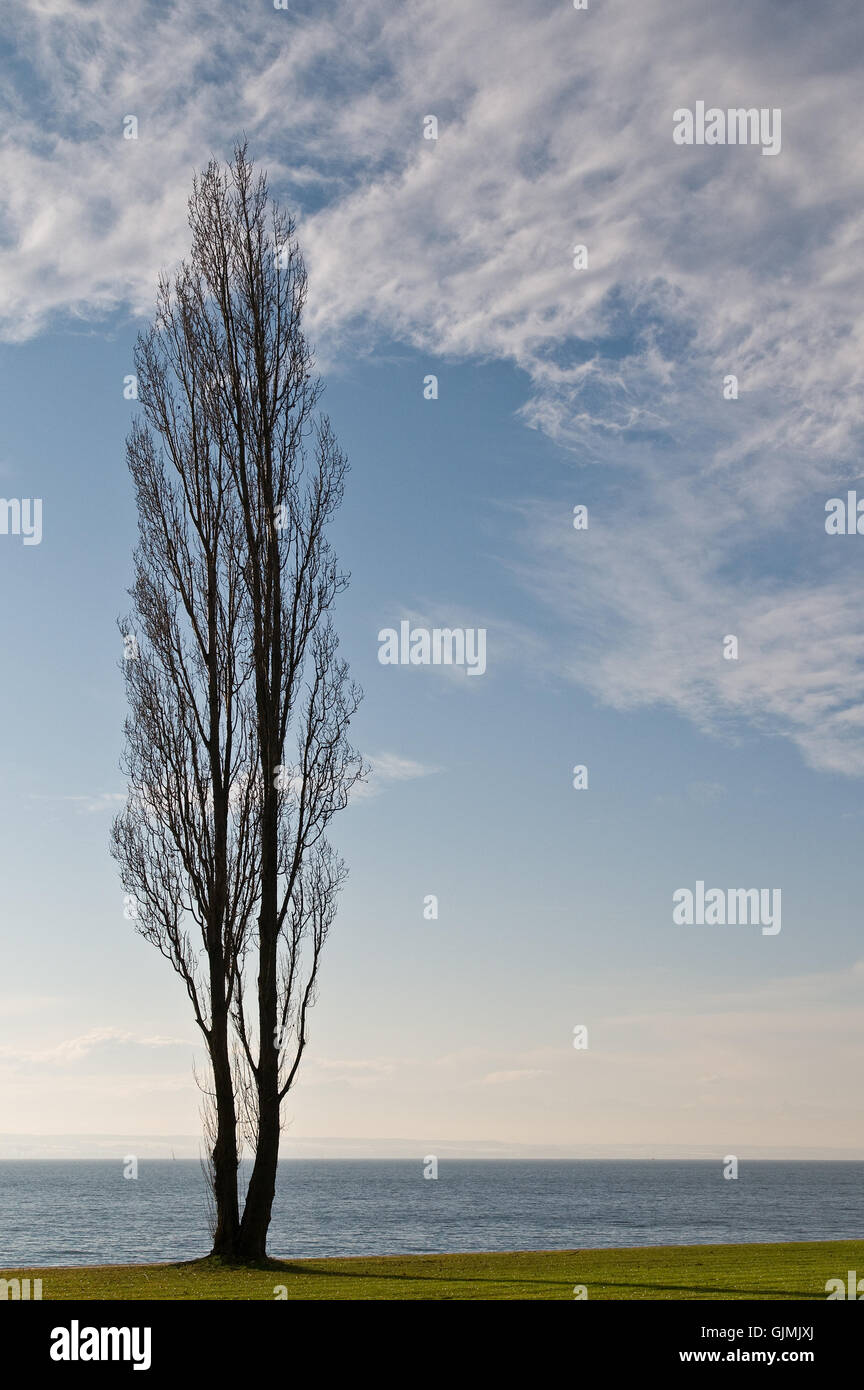tree lake constance poplar Stock Photo - Alamy