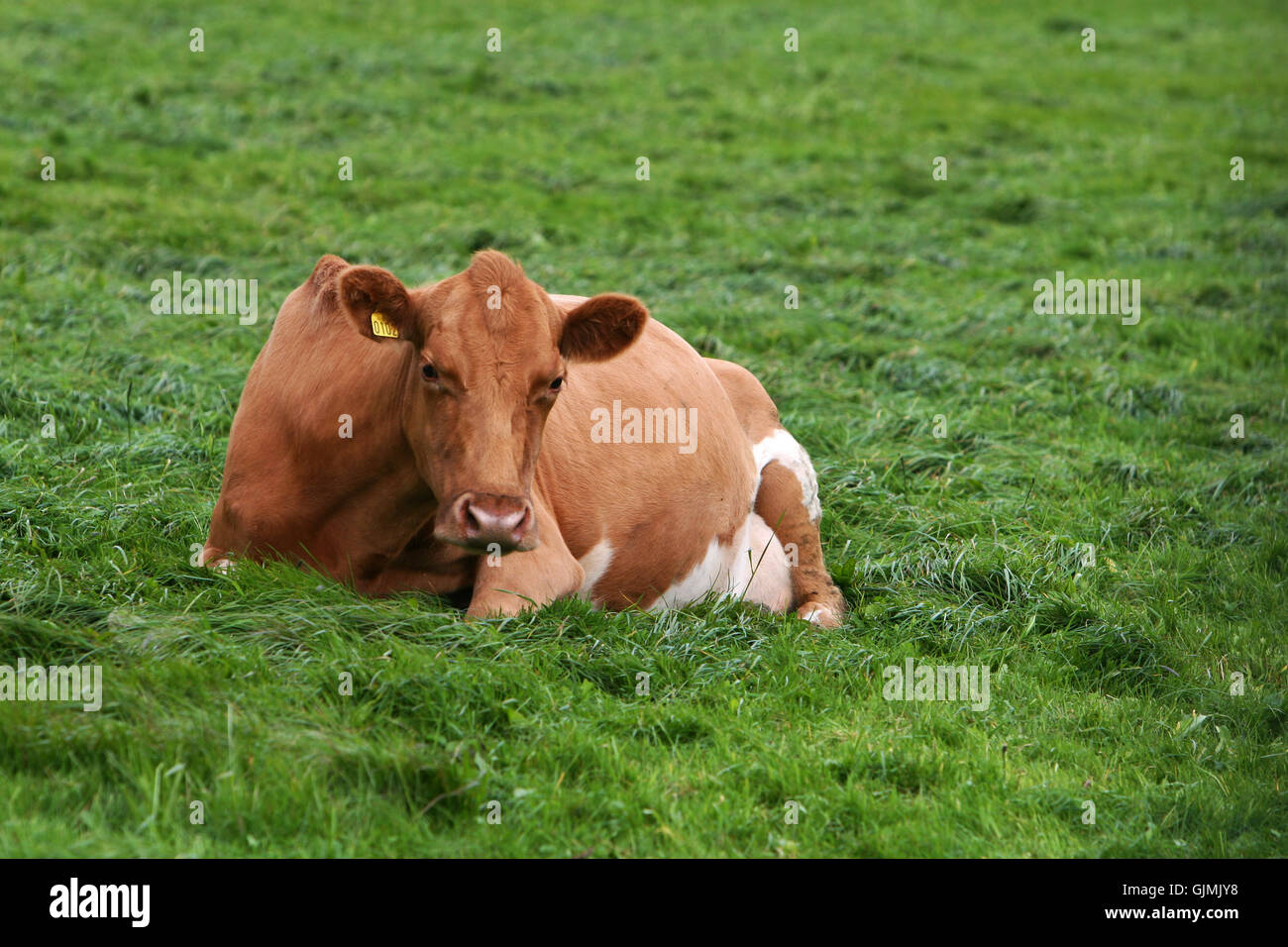 animal agriculture farming Stock Photo - Alamy