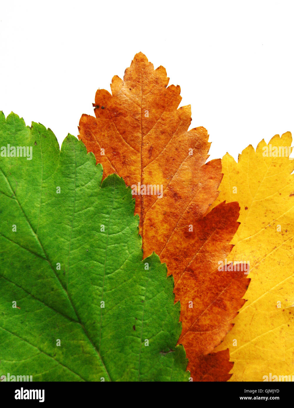 Seasonal cycle hi-res stock photography and images - Alamy