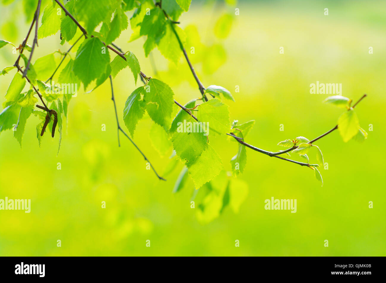 tree green leaves Stock Photo - Alamy