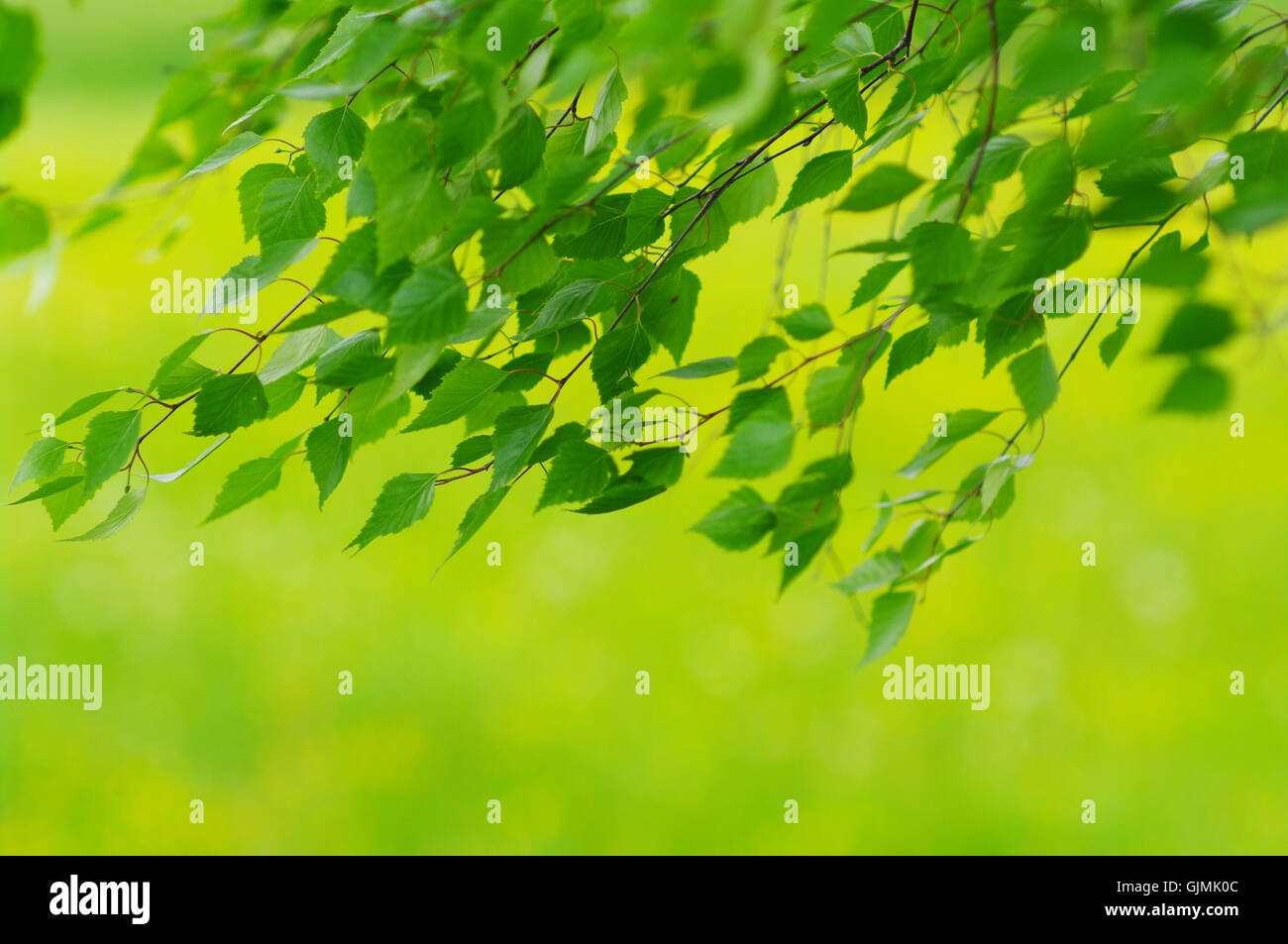 tree green leaves Stock Photo - Alamy