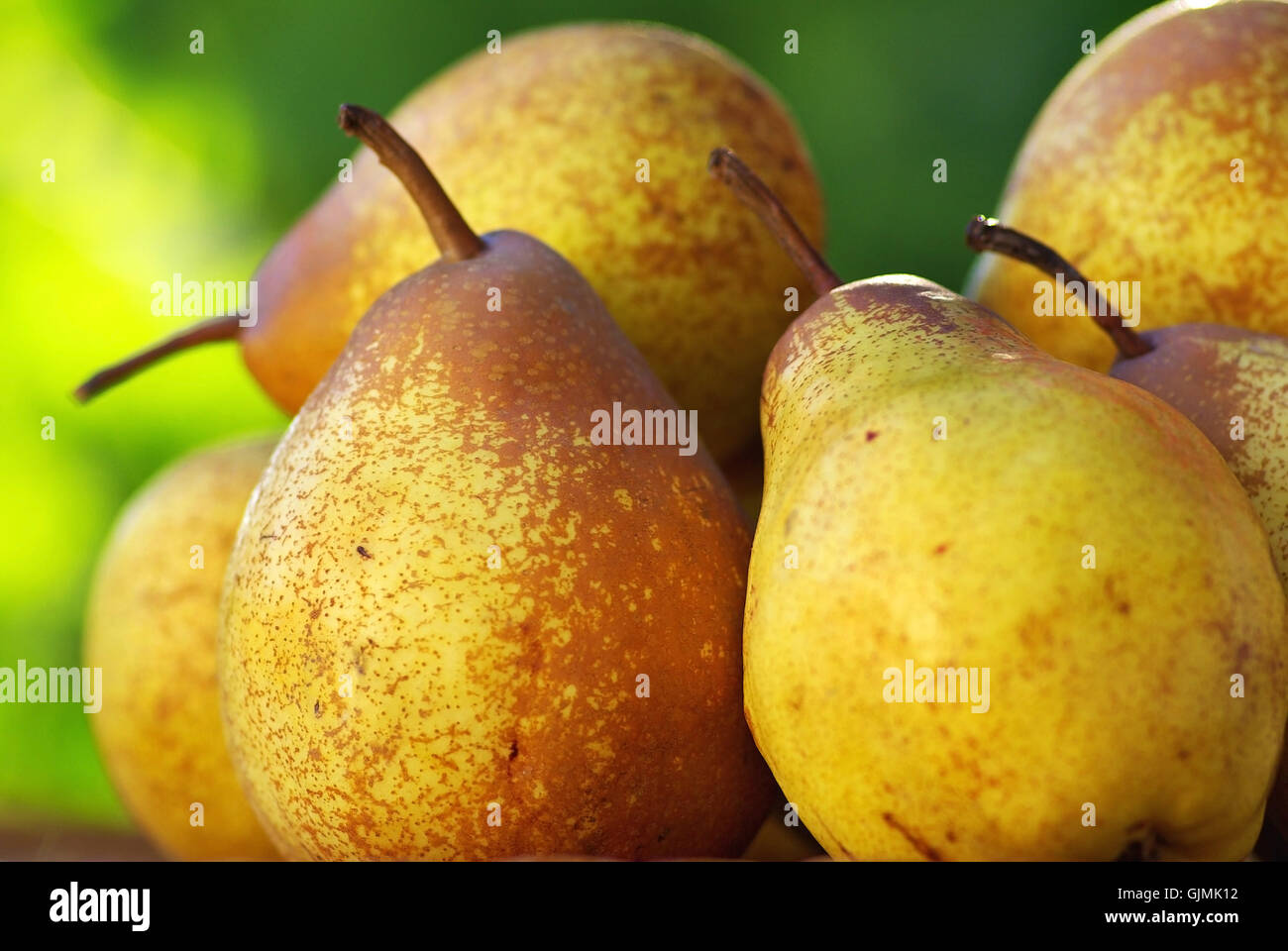 branch fruit pears Stock Photo - Alamy
