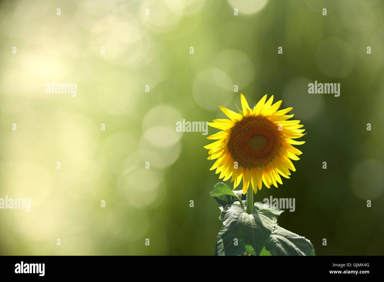 agriculture farming flower Stock Photo - Alamy