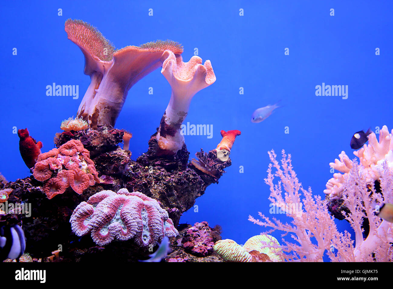 Deep sea world hi-res stock photography and images - Alamy