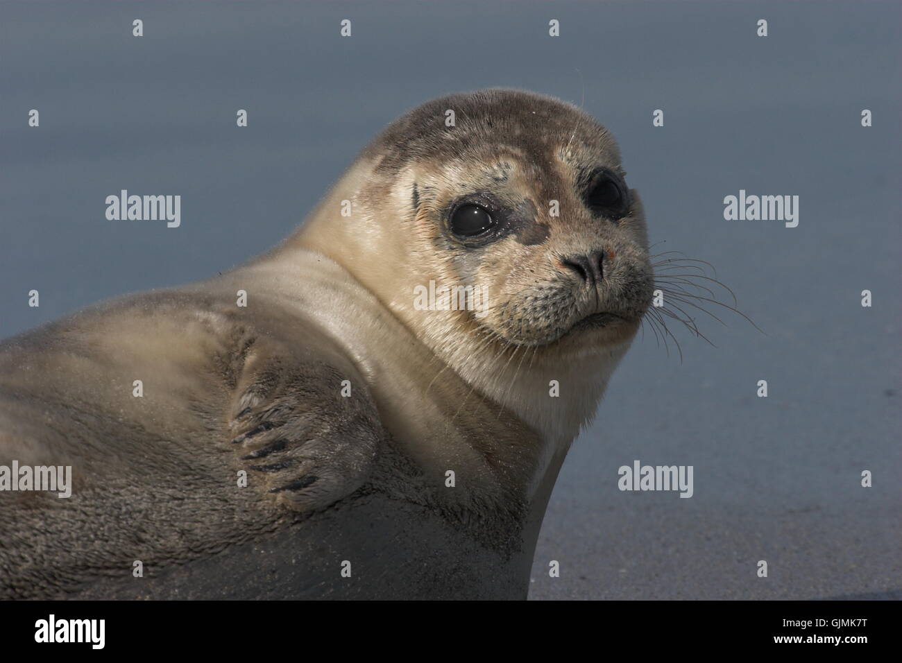 Seal portrait hi-res stock photography and images - Alamy