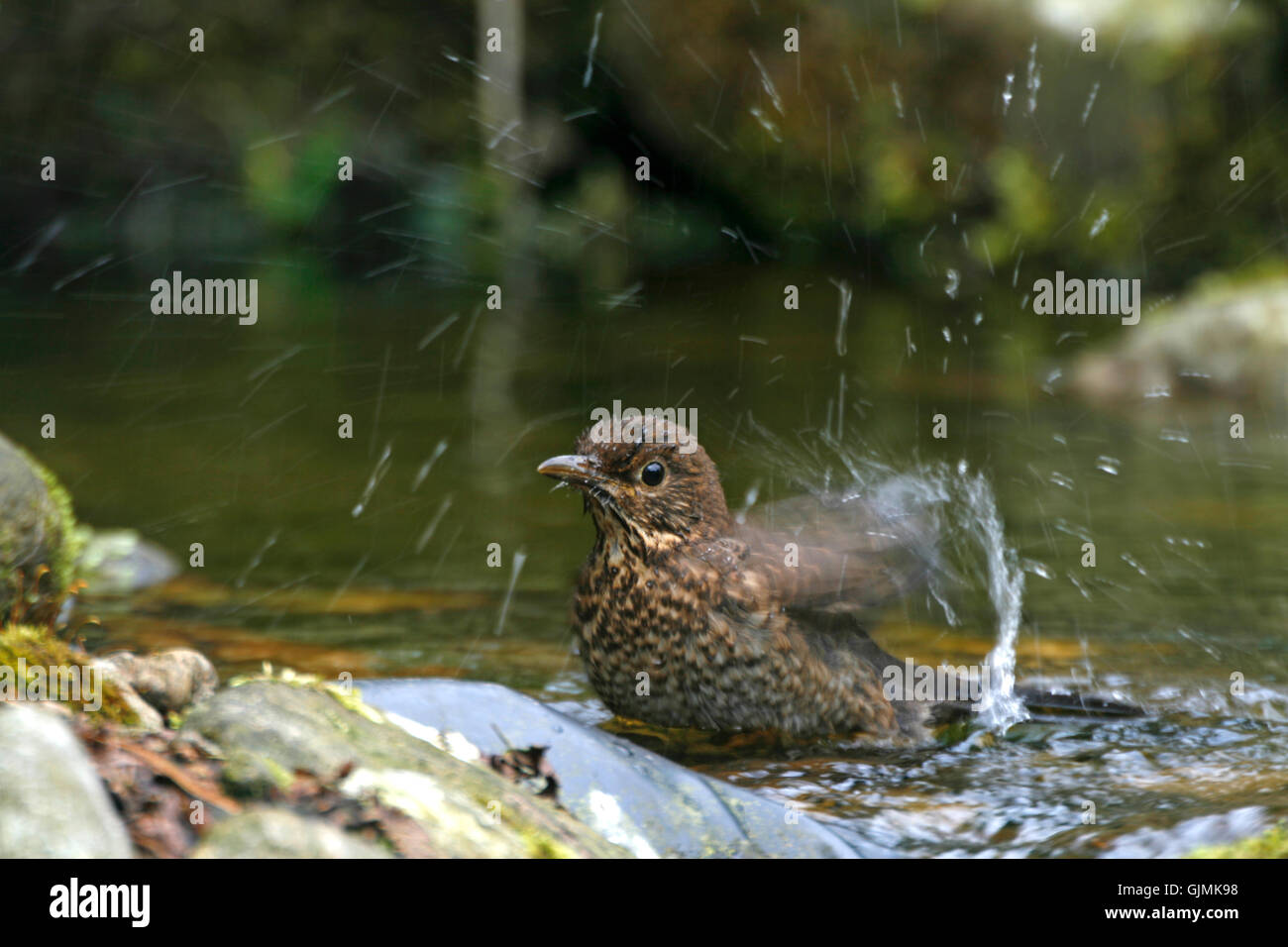 Squabs hi-res stock photography and images - Alamy