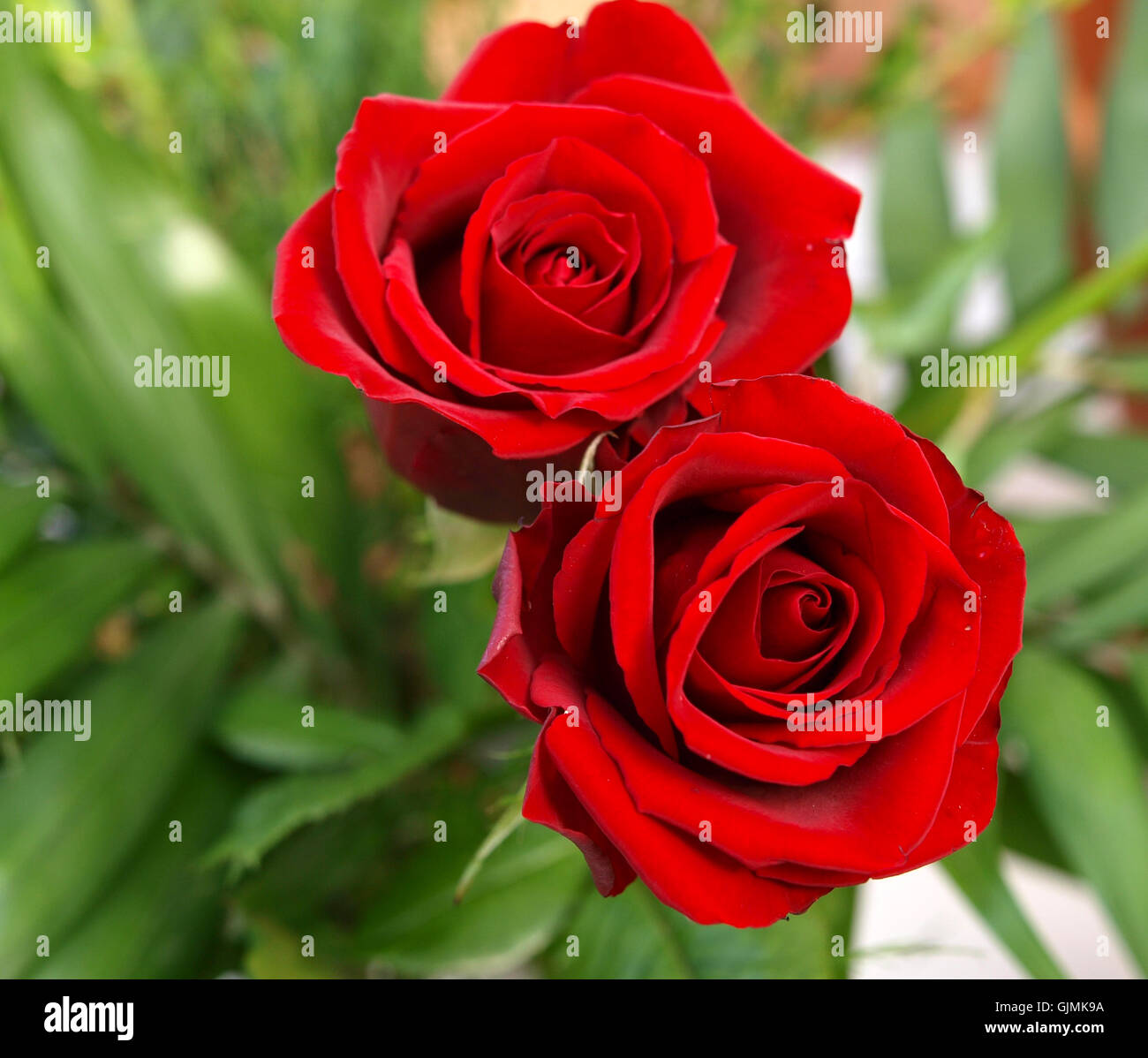 flower of love Stock Photo - Alamy