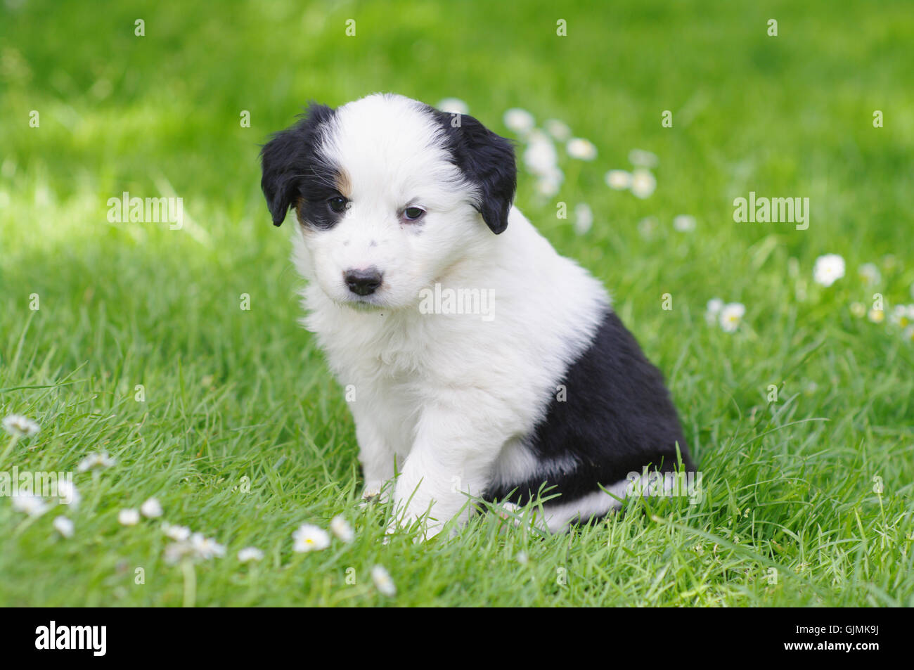 Baby puppies hi-res stock photography and images - Alamy