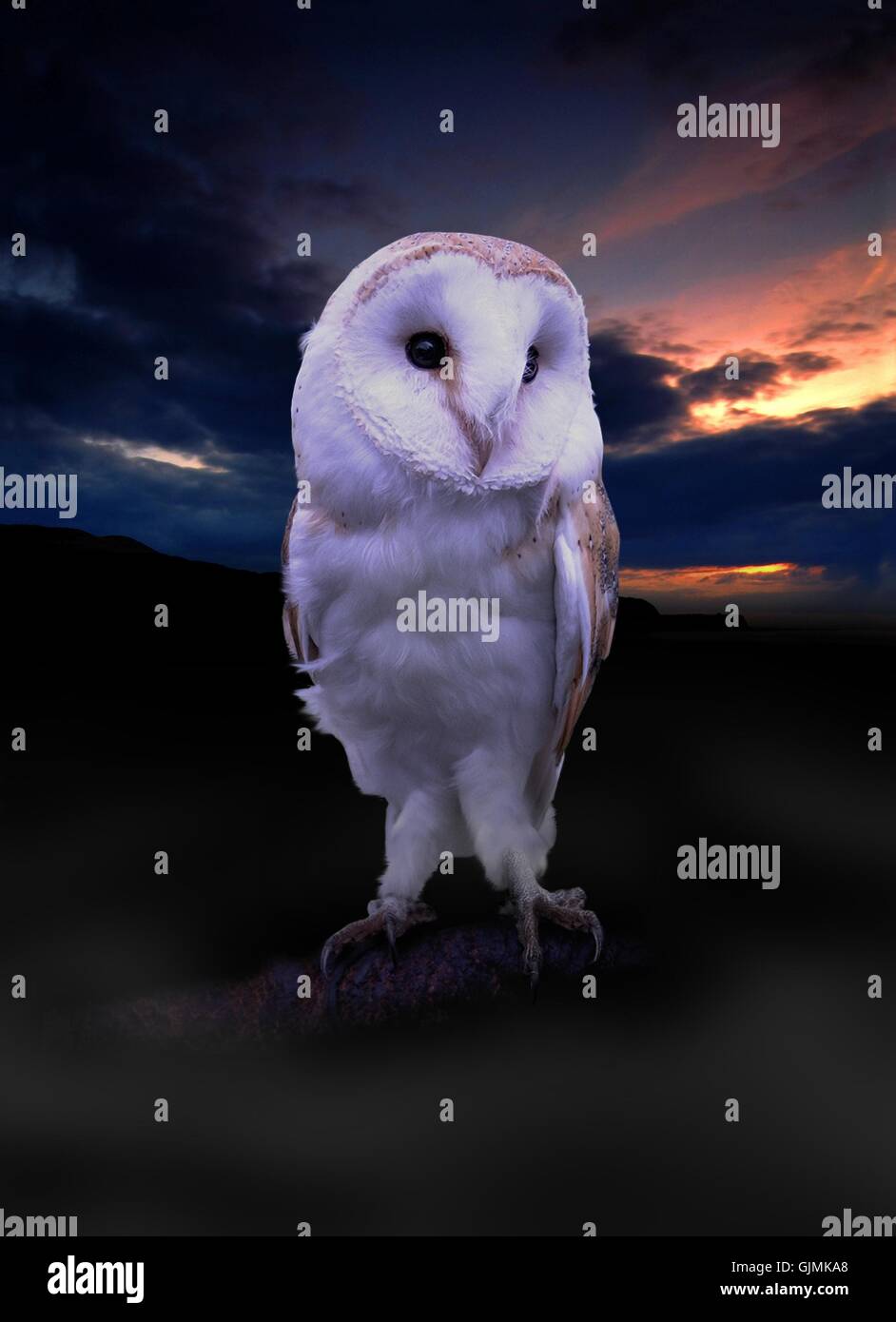 bird night nighttime Stock Photo - Alamy