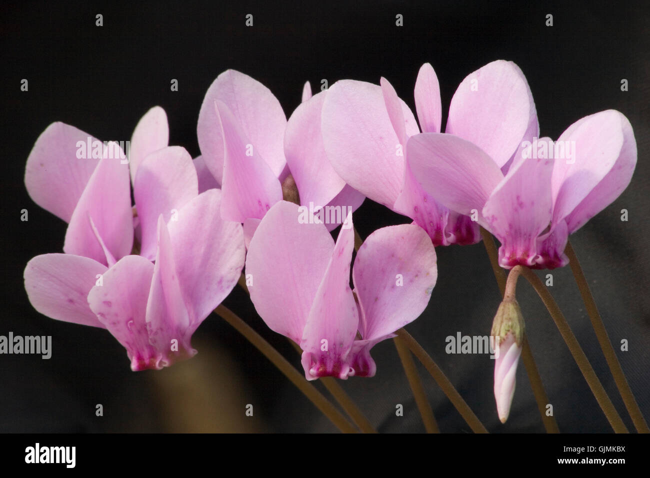 wild cyclamen 1 Stock Photo - Alamy
