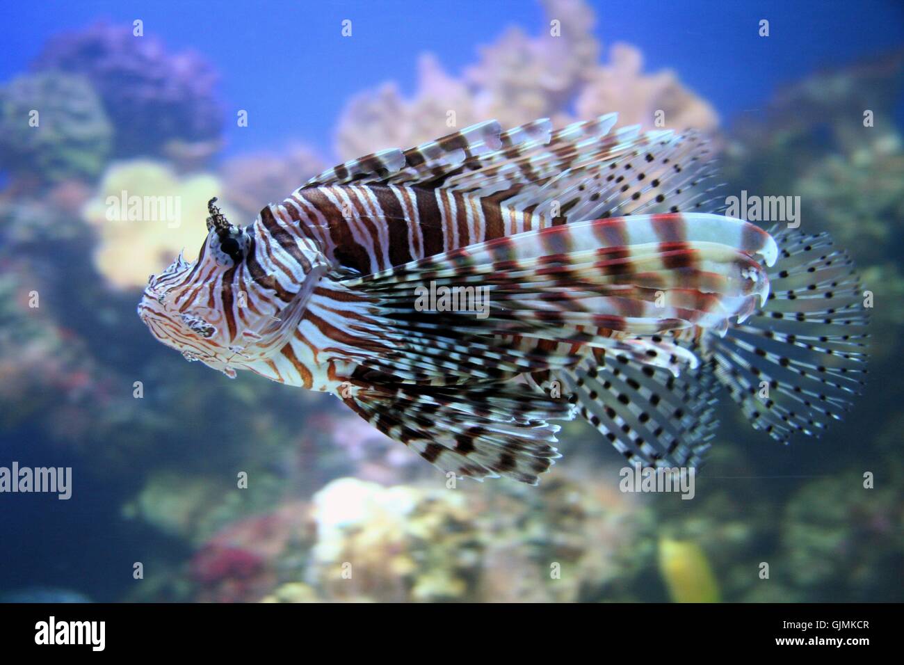 Toxic fish hi-res stock photography and images - Alamy