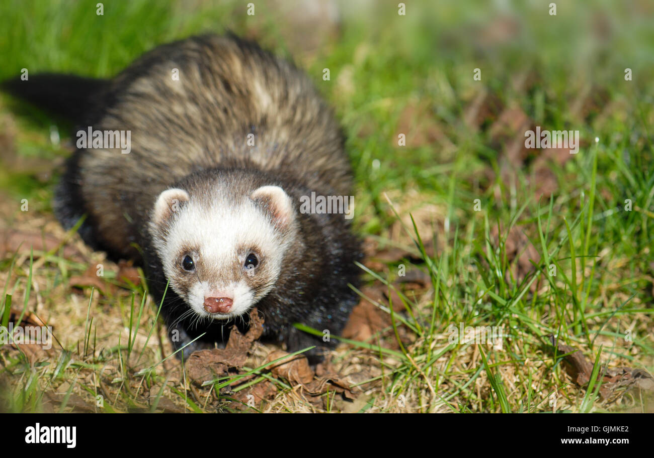 Ferret Hunting High Resolution Stock Photography and Images - Alamy