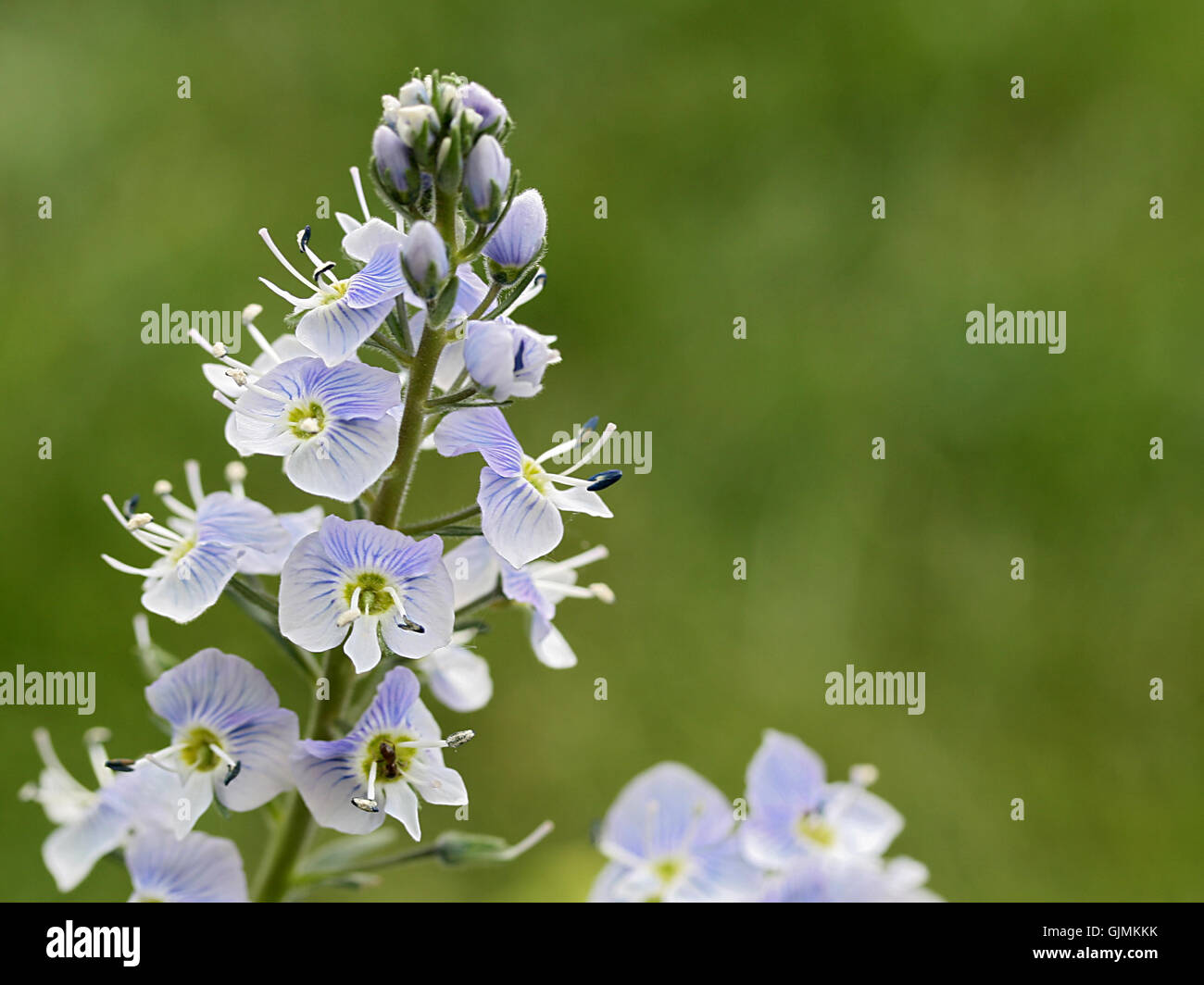 blue macro close-up Stock Photo - Alamy