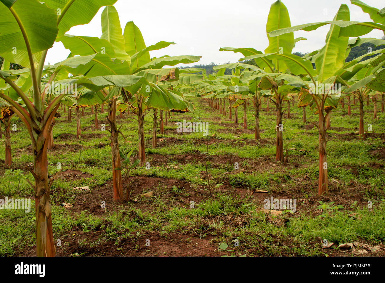 Bolivia rainforest agriculture hi-res stock photography and images - Alamy
