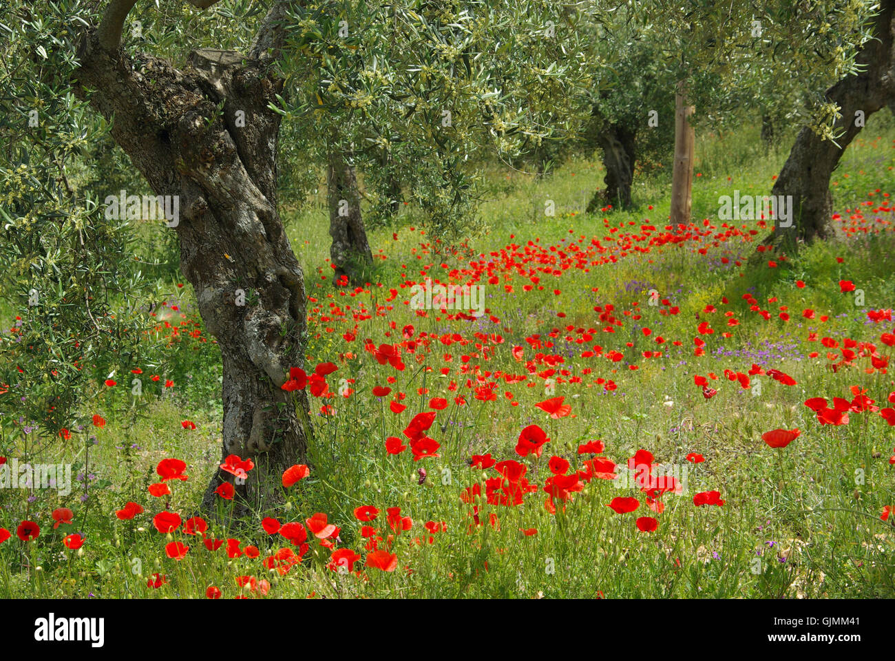 Tree poppy hi-res stock photography and images - Alamy