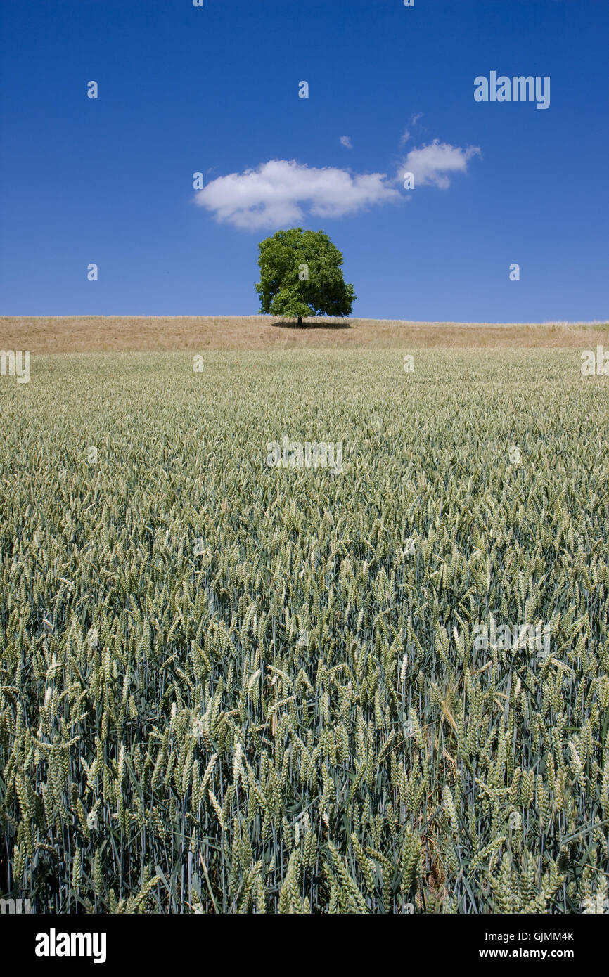 Cloud tree hi-res stock photography and images - Alamy