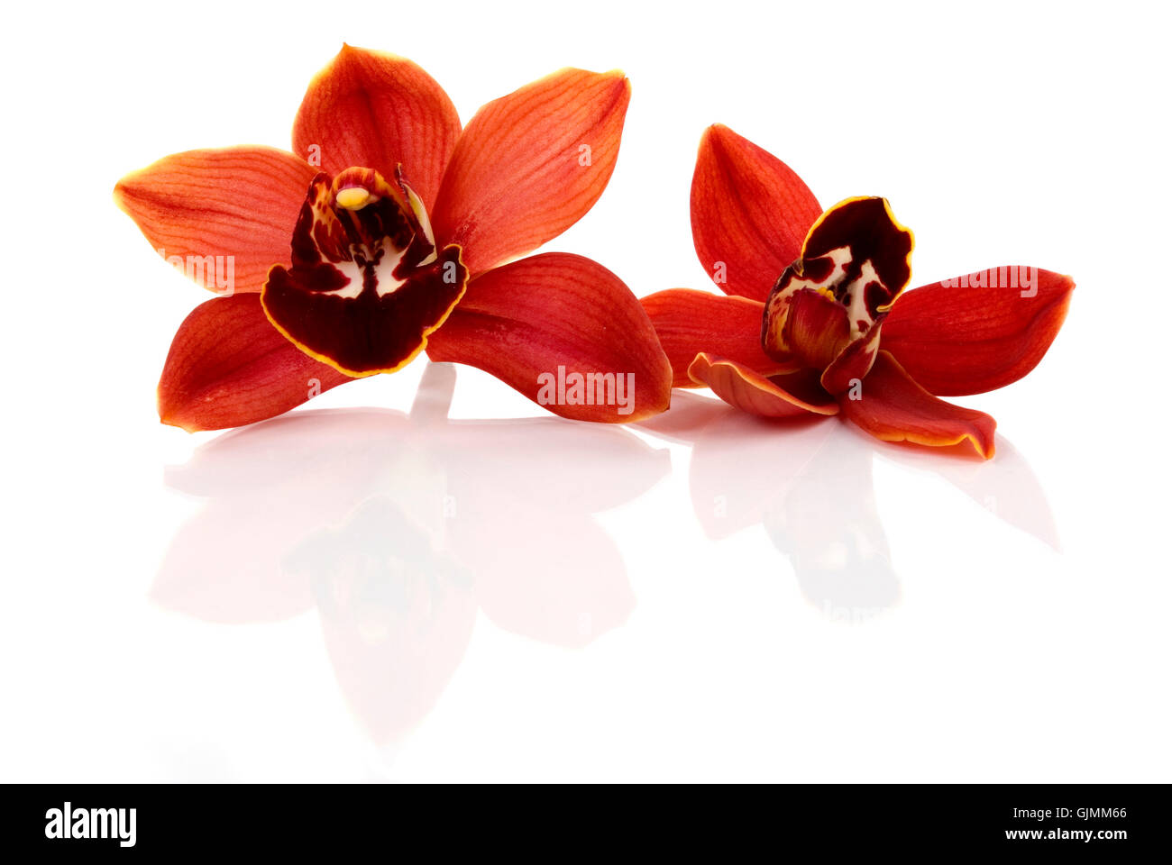 flower plant reflection Stock Photo - Alamy