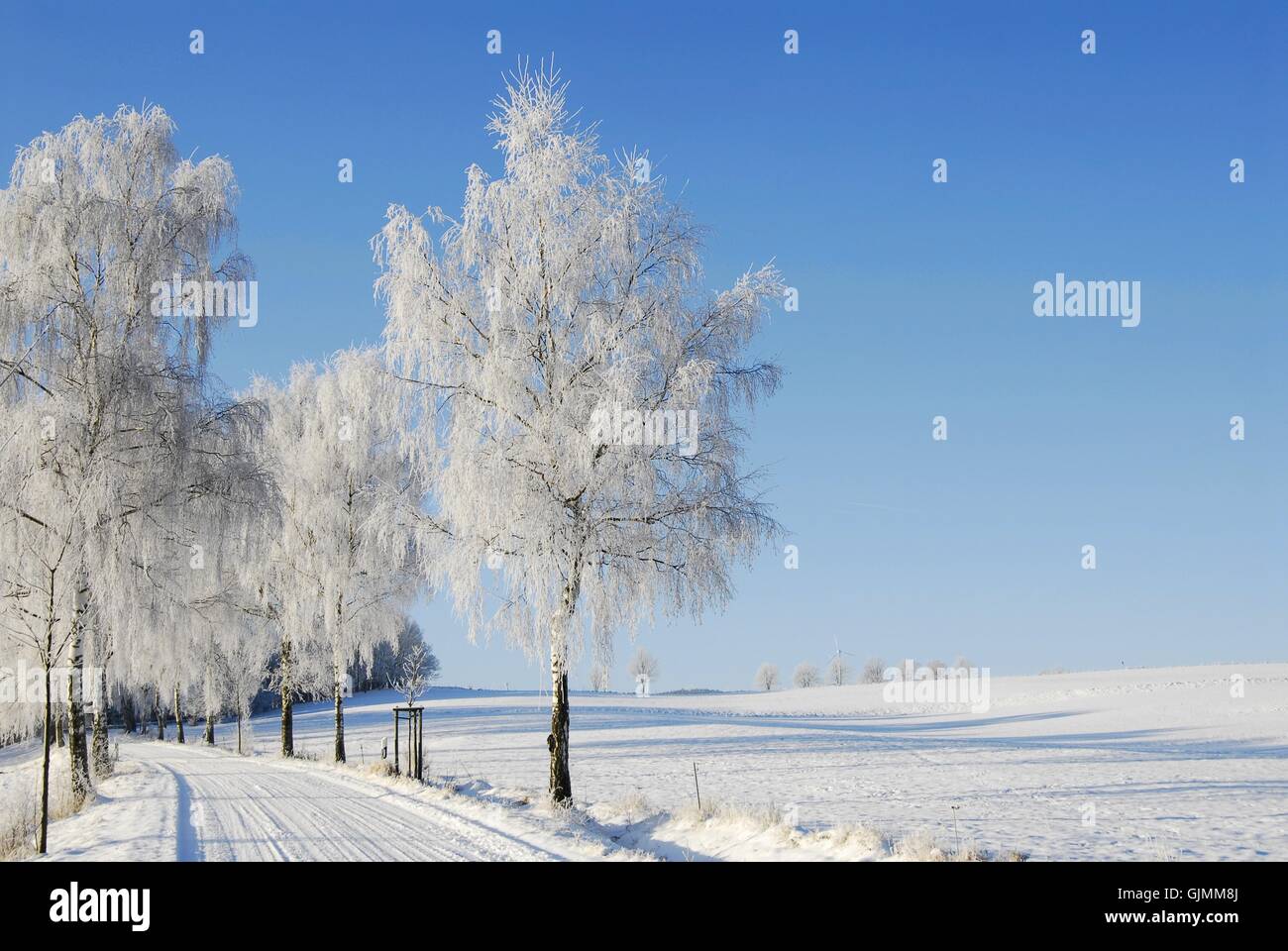 Birch in winter with frosty branches hi-res stock photography and ...