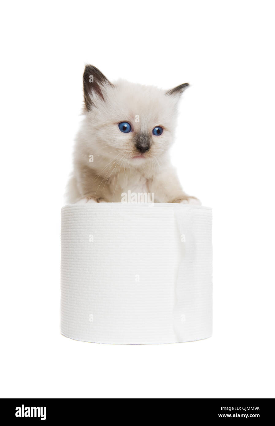 Domestic pet baby cat Cut Out Stock Images & Pictures - Alamy