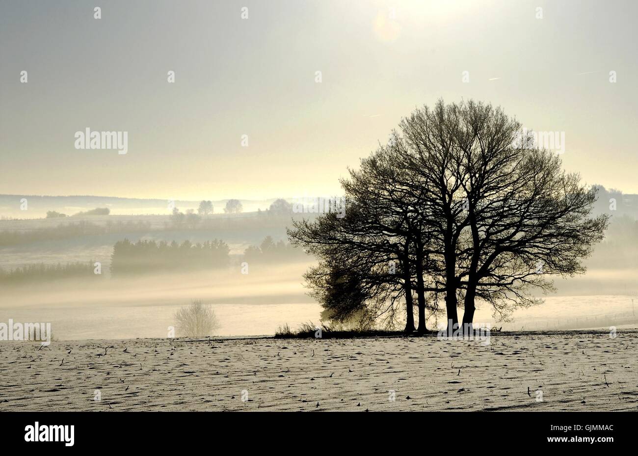 Leafless oak tree hi-res stock photography and images - Alamy