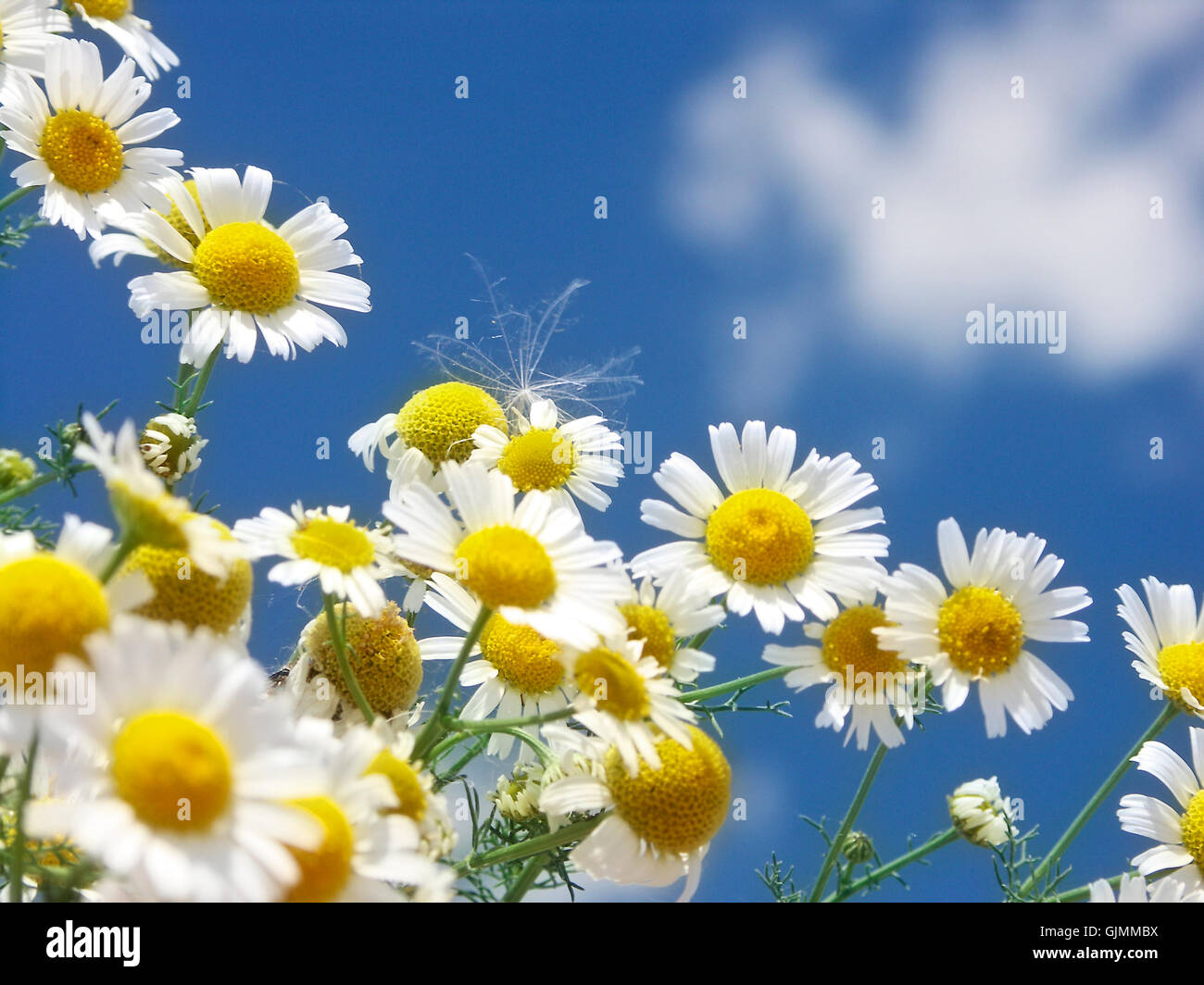 flower plant cloud Stock Photo - Alamy