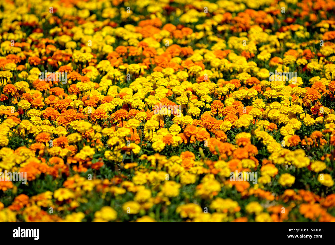 Plant Spec High Resolution Stock Photography and Images - Alamy