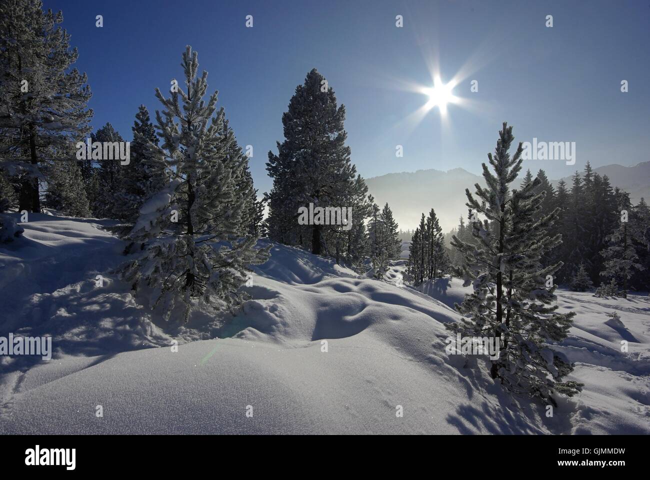 tree alps snowy Stock Photo - Alamy