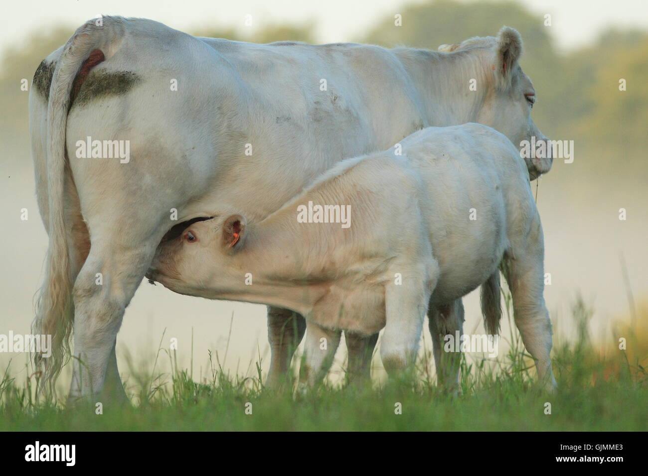 agriculture farming cow Stock Photo - Alamy