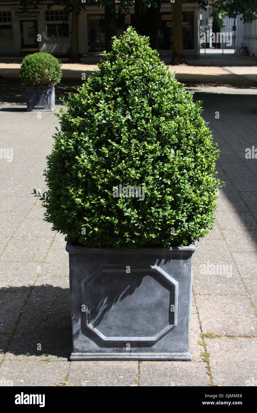 tree box-tree tree Stock Photo - Alamy