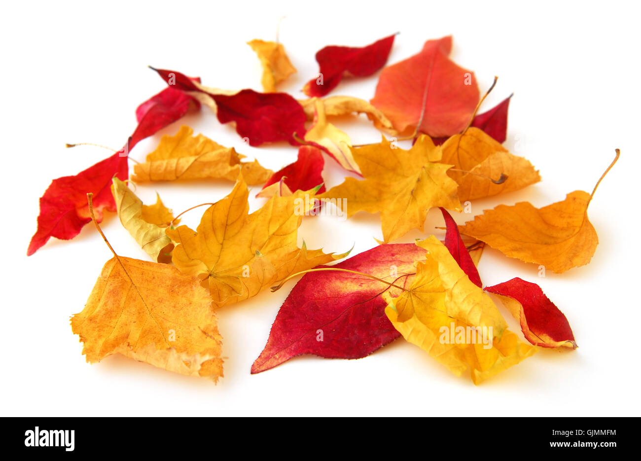 Orange fall natural trees Cut Out Stock Images & Pictures - Alamy