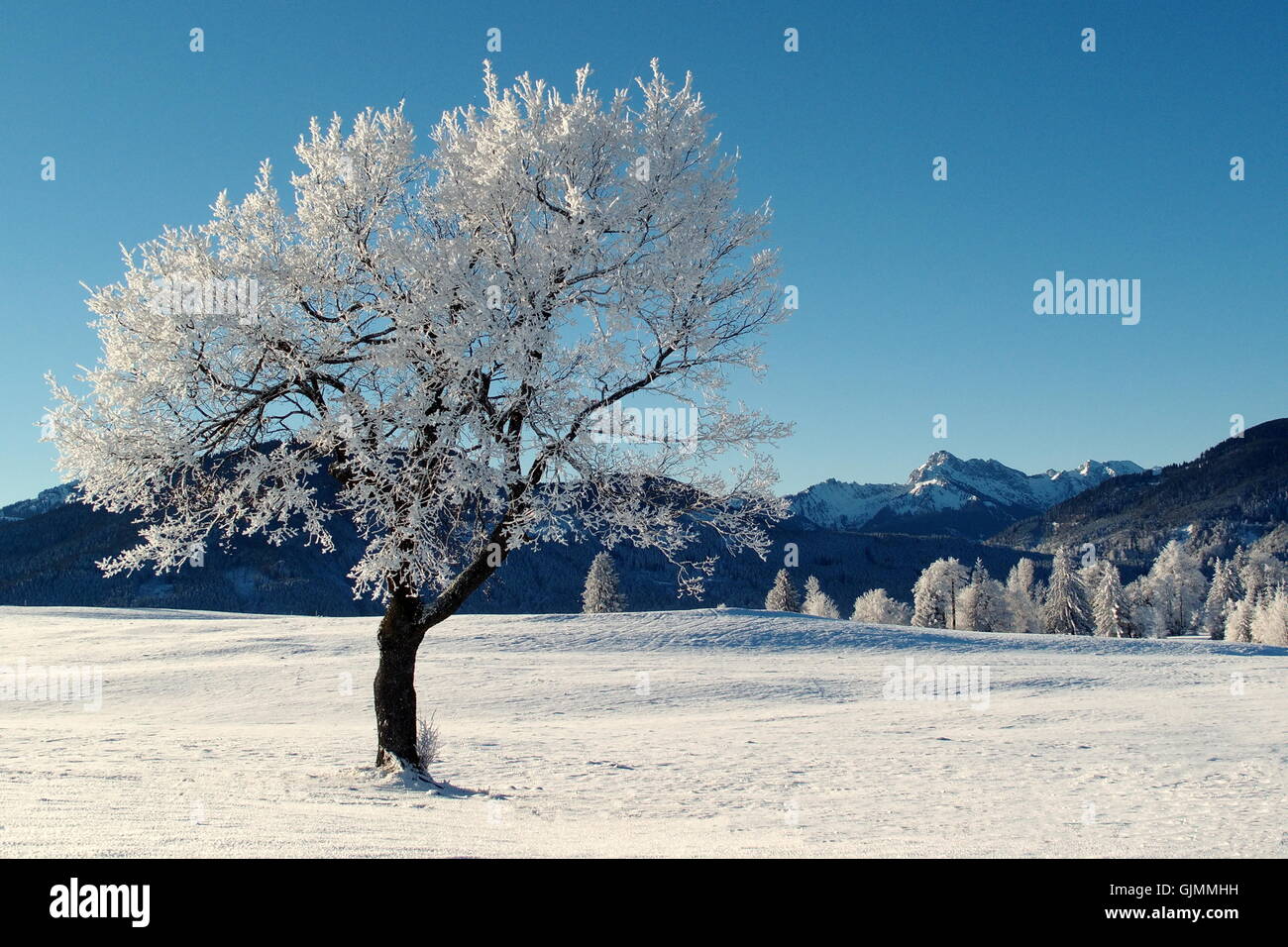 Field elm hi-res stock photography and images - Alamy