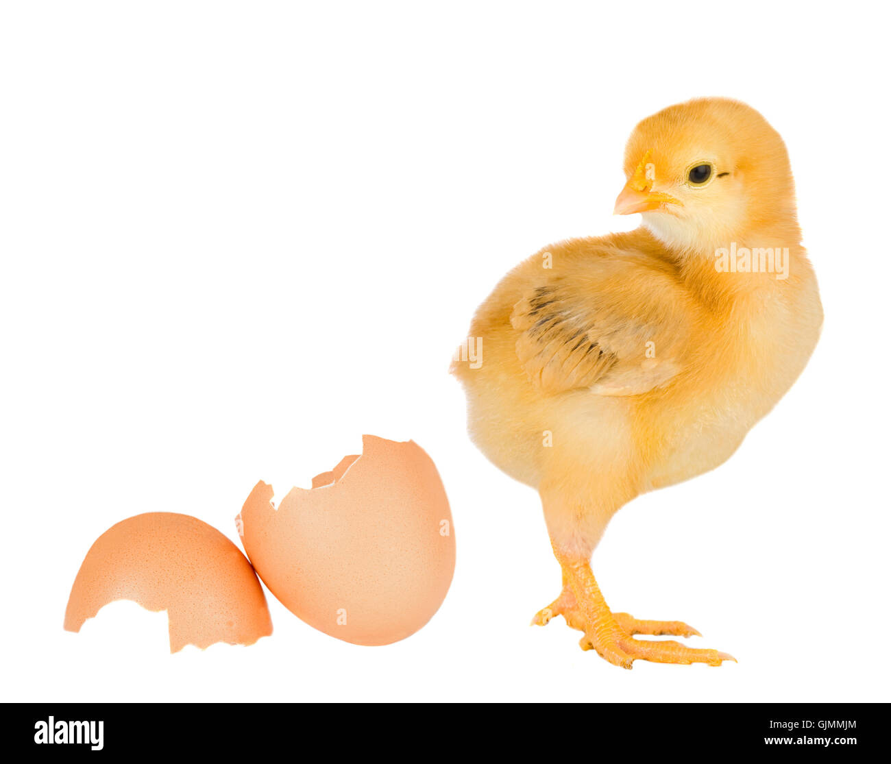 broken chicken eggshells Stock Photo - Alamy