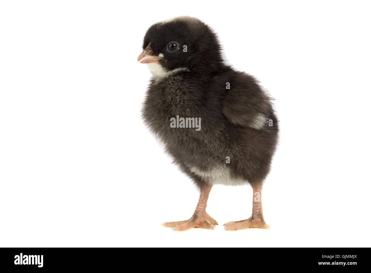 Swarthy infant hi-res stock photography and images - Alamy
