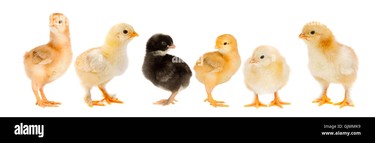 Five Chickens High Resolution Stock Photography and Images - Alamy