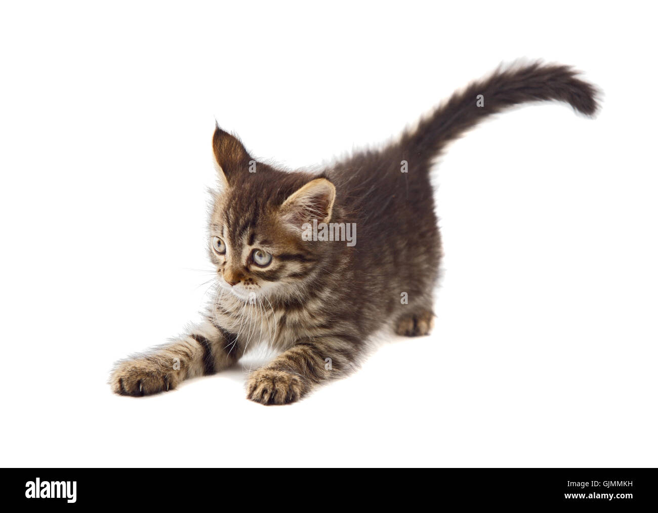 adorable pussycat cat Stock Photo - Alamy