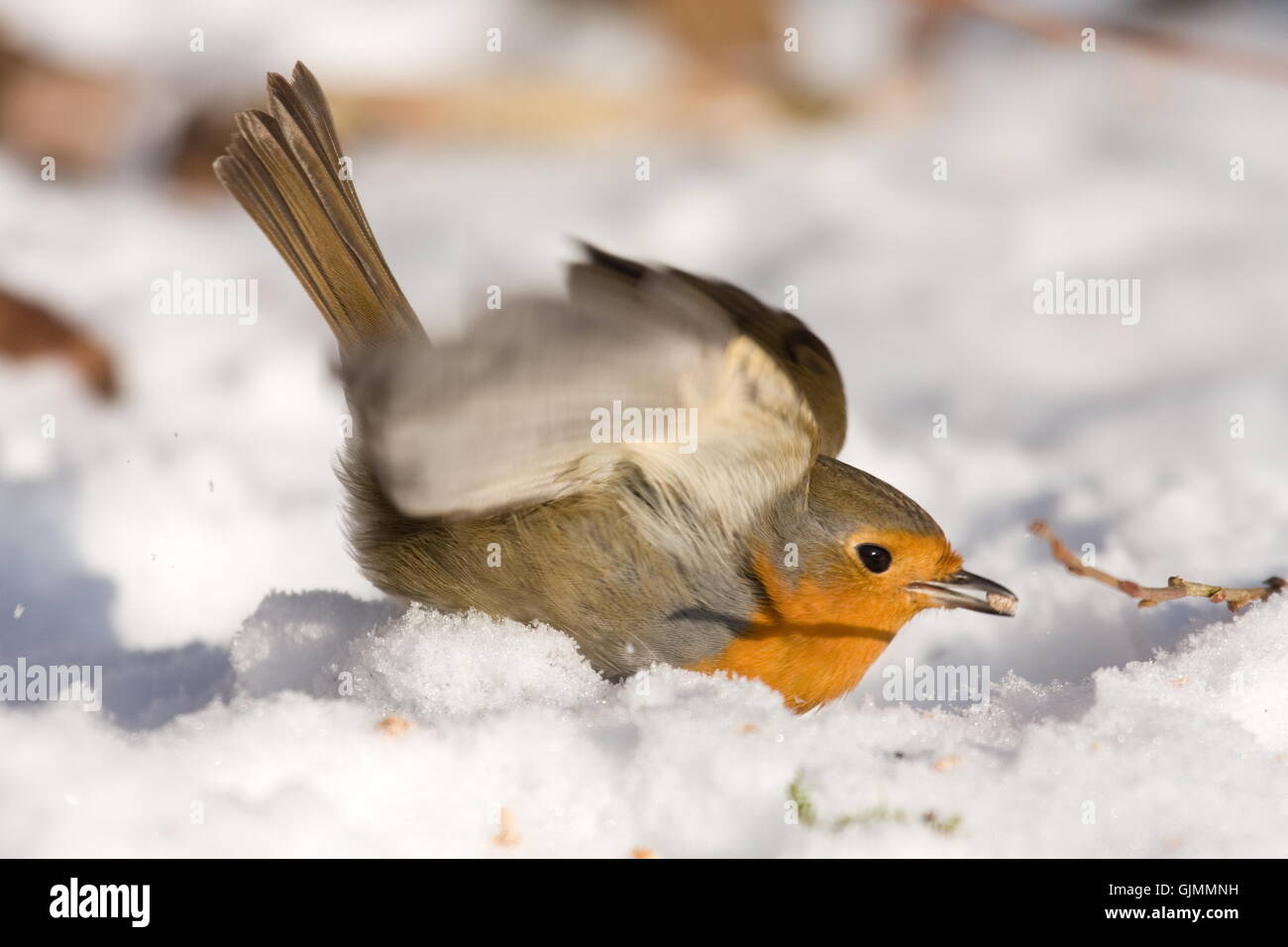 Robin peeking hi-res stock photography and images - Alamy