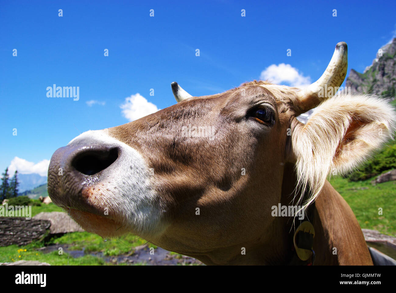 Kuhkopf hi-res stock photography and images - Alamy