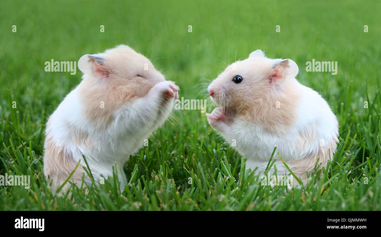 Hamsterbacken hi-res stock photography and images - Alamy