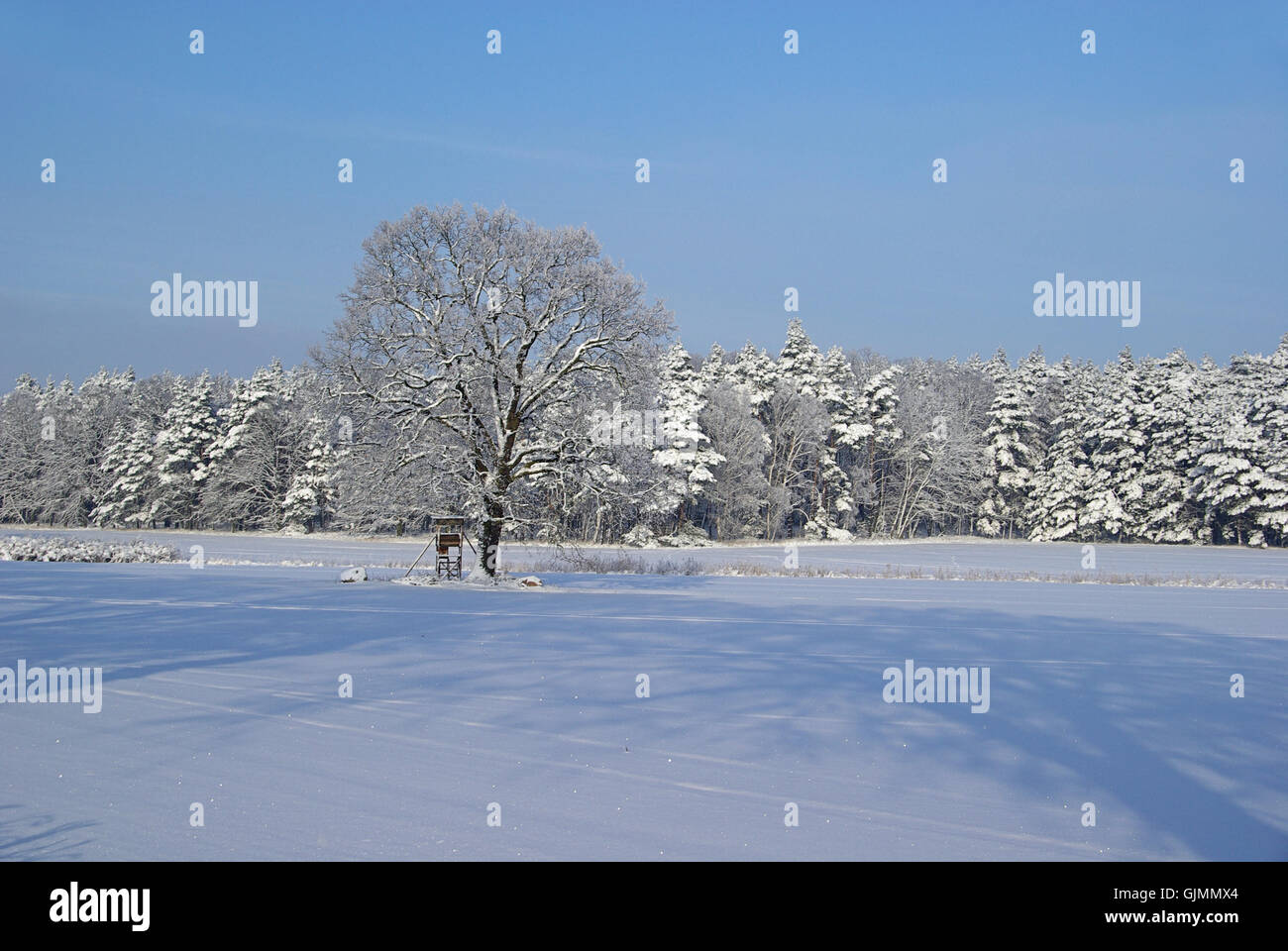 Tree weiss hi-res stock photography and images - Alamy