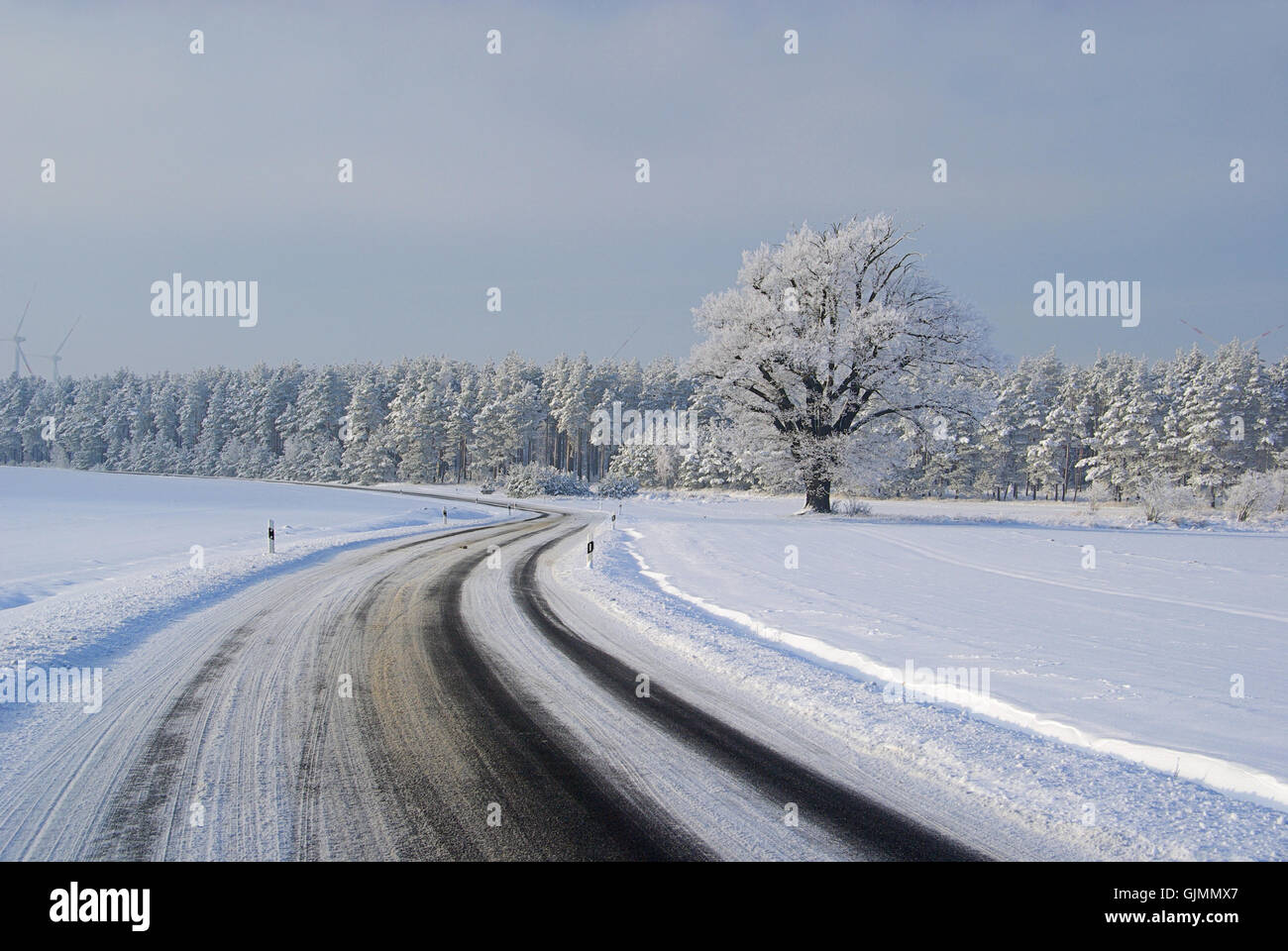 tree oak smooth Stock Photo - Alamy