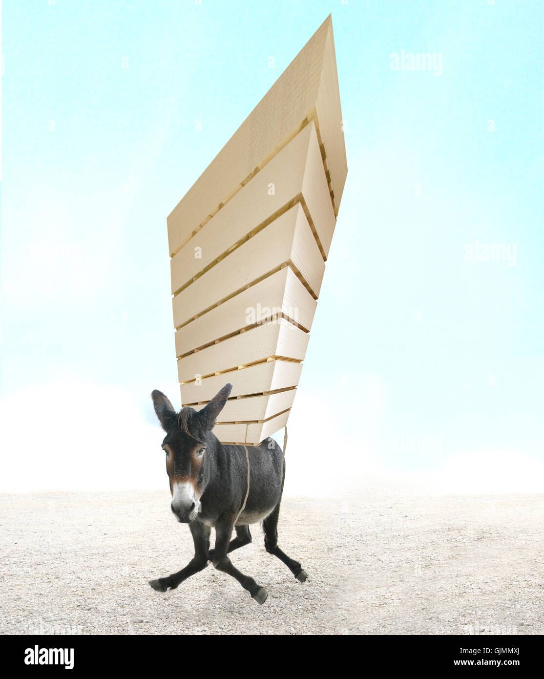 Large donkey hi-res stock photography and images - Alamy