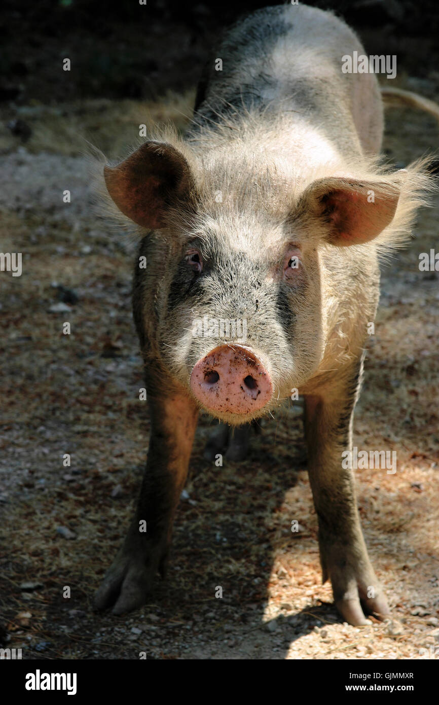 Ecological pig farming hi-res stock photography and images - Alamy