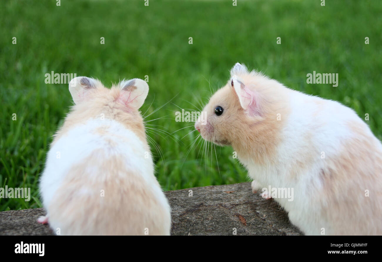 Hamsterbacken hi-res stock photography and images - Alamy