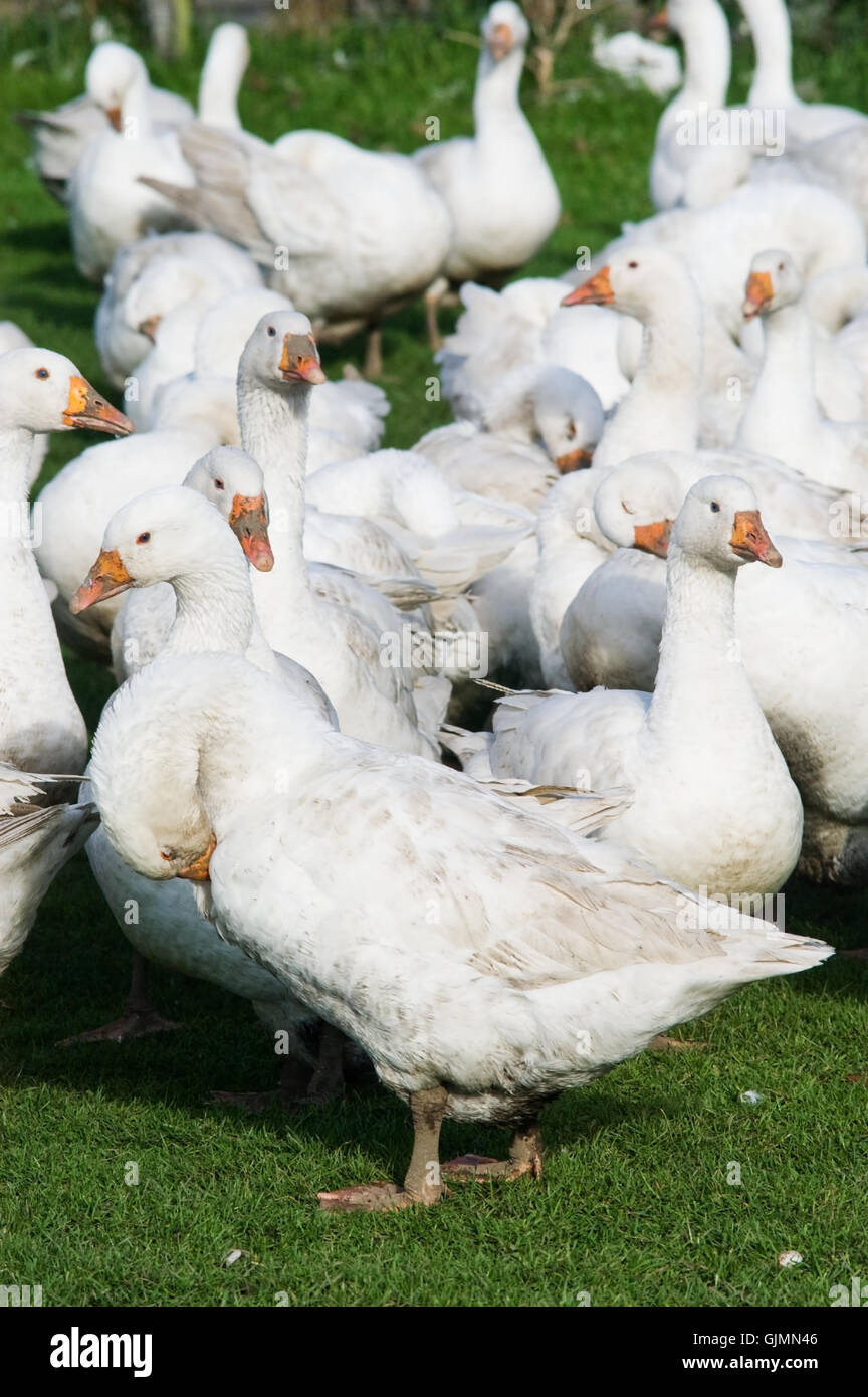 bird agriculture farming Stock Photo - Alamy